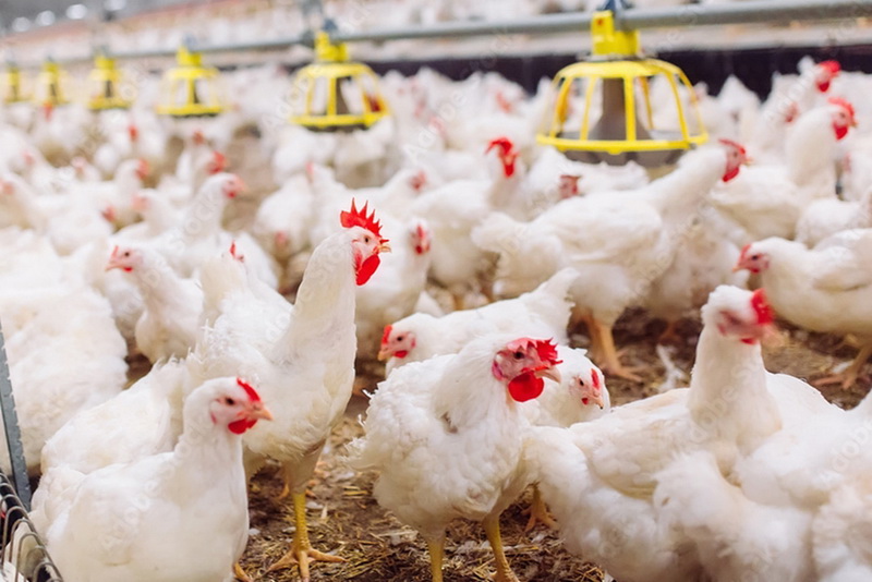 Chicken Farm 2.1 | Pasusart News : ปศุศาสตร์ นิวส์